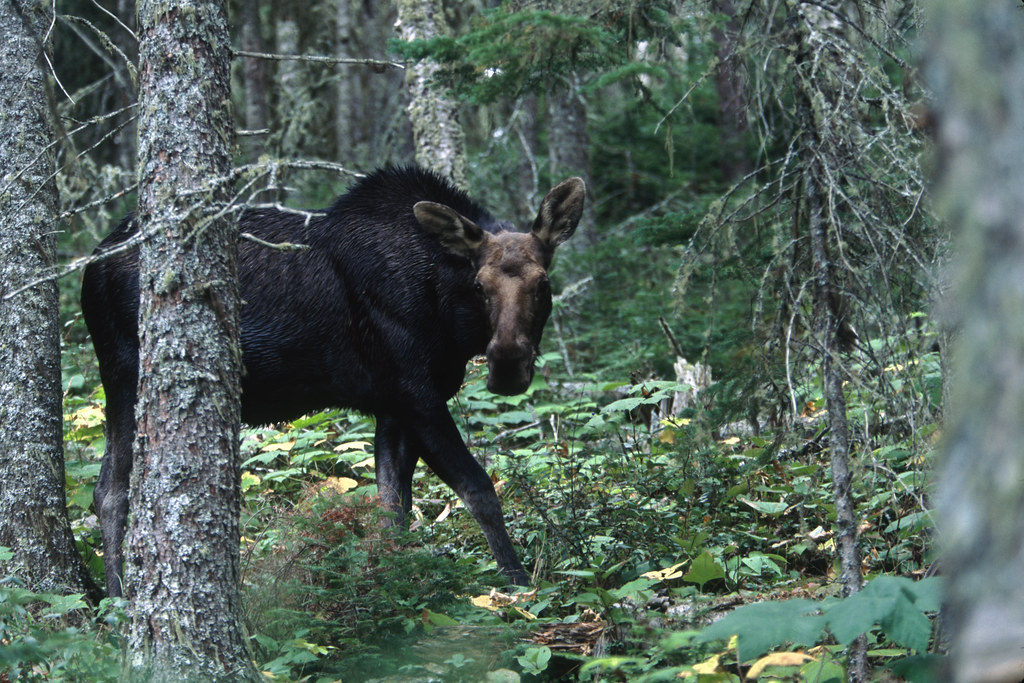 Animal Alce: Tamanho, Peso, Altura e Ficha Técnica | Mundo Ecologia