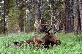 Animal Alce: Tamanho, Peso, Altura e Ficha Técnica | Mundo Ecologia