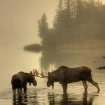 Animal Alce: Tamanho, Peso, Altura e Ficha Técnica | Mundo Ecologia