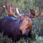 Animal Alce: Tamanho, Peso, Altura e Ficha Técnica | Mundo Ecologia