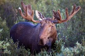 Animal Alce: Tamanho, Peso, Altura e Ficha Técnica | Mundo Ecologia