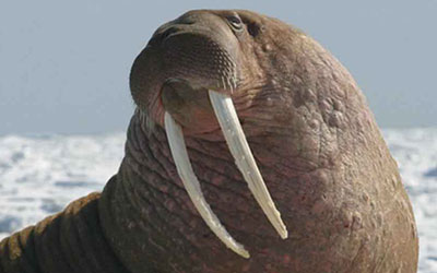 Alimentação da Morsa: O Que Ela Come? – Mundo Ecologia