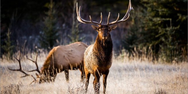 Animal Alce: Tamanho, Peso, Altura e Ficha Técnica | Mundo Ecologia