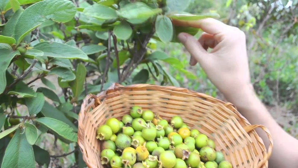 Tudo Sobre a Gabiroba: Características, Nome Científico e Imagens ...
