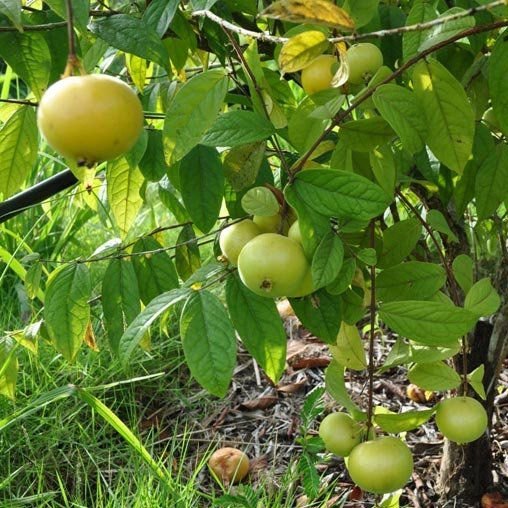 Araça-Pera: Pé, Características, Benefícios e Nome Científico – Mundo ...