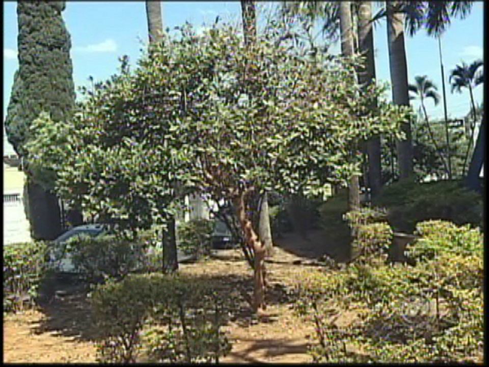 Araça-Pera: Pé, Características, Benefícios e Nome Científico – Mundo ...