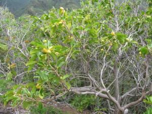 Araça-Pera: Pé, Características, Benefícios e Nome Científico – Mundo ...