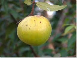 Araça-Pera: Pé, Características, Benefícios e Nome Científico – Mundo ...