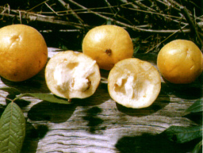 Araça-Pera: Pé, Características, Benefícios e Nome Científico – Mundo ...