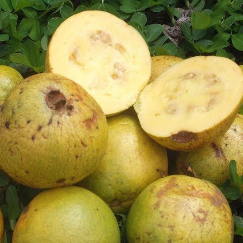 Araça-Pera: Pé, Características, Benefícios e Nome Científico – Mundo ...