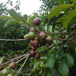 Araçá Roxo: Pé, Características, Benefícios e Nome Científico – Mundo ...