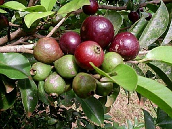 Araçá Roxo: Pé, Características, Benefícios e Nome Científico – Mundo ...