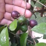 Araçá Roxo: Pé, Características, Benefícios e Nome Científico – Mundo ...
