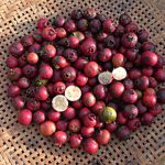 Araçá Roxo: Pé, Características, Benefícios e Nome Científico – Mundo ...