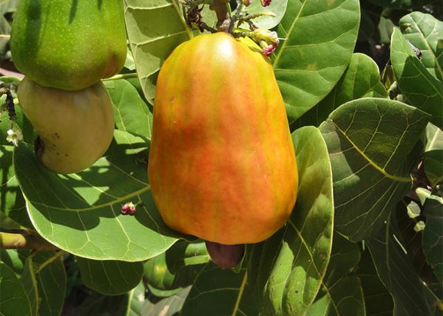 Quanto Produz Um Pé de Caju? Qual a Melhor Época? – Mundo Ecologia