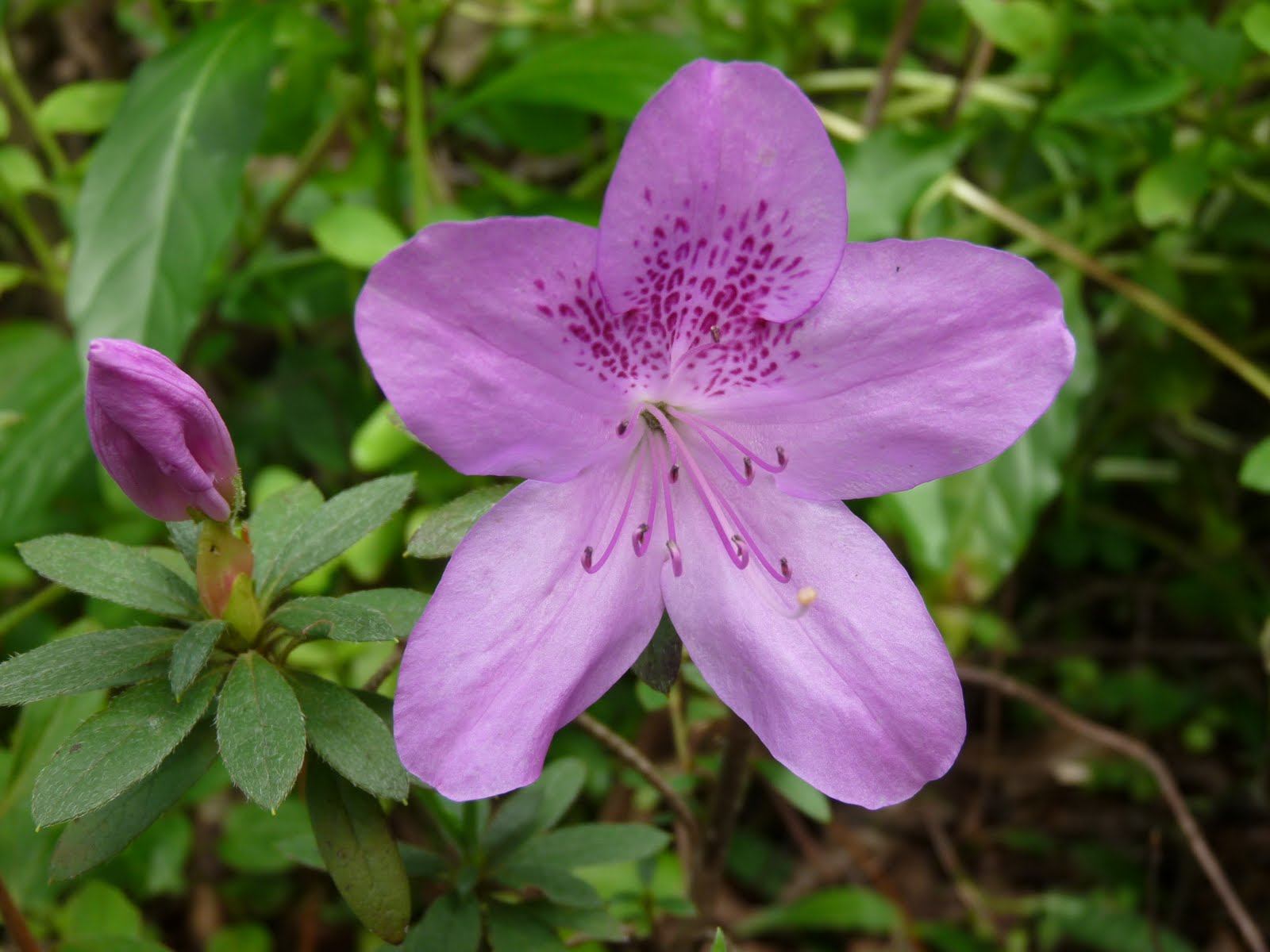 Nome Cientifico Da Azaleia - LIBRAIN