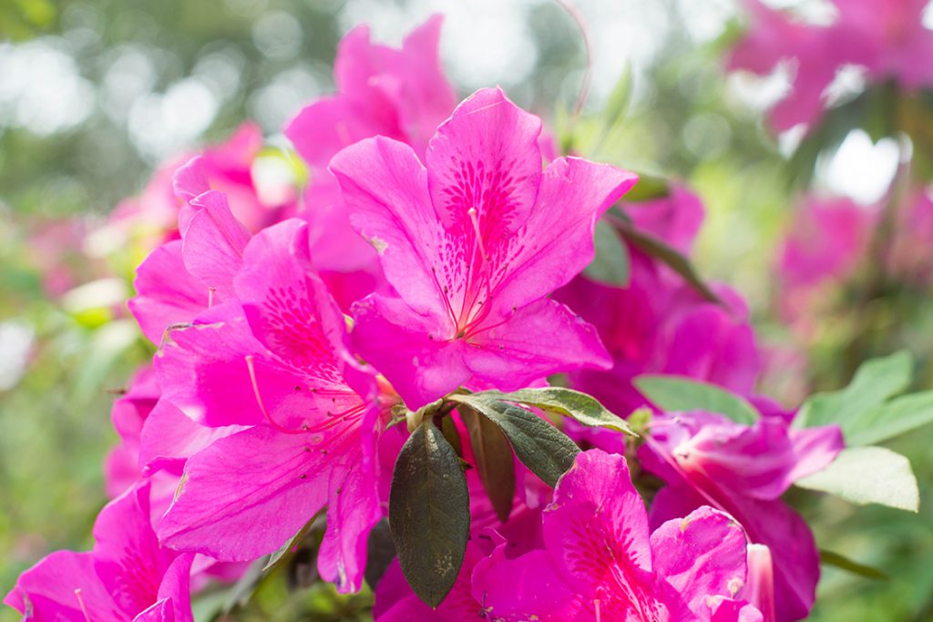 Todos os Tipos de Azaleia e Principais Variedades com Fotos | Mundo ...