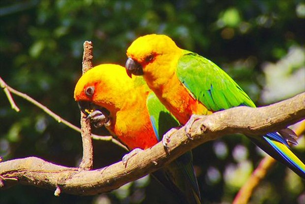 Jandaia: Diferenças Entre Machos, Fêmeas e Filhotes – Mundo Ecologia