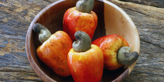 Tudo Sobre O Caju: Nome Popular E Nome Cientifico | Mundo Ecologia