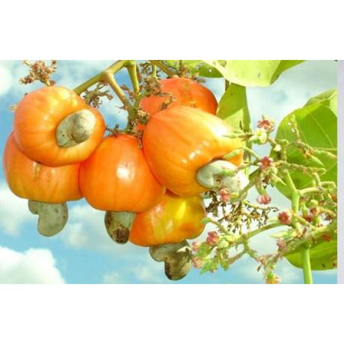 Caju Anão: Altura, Tamanho, Nome Científico e Fotos | Mundo Ecologia