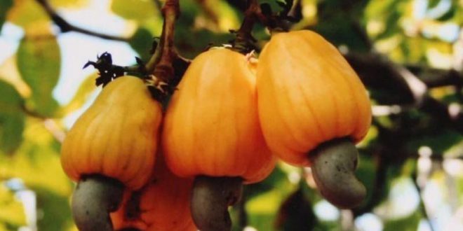 Caju Anão: Altura, Tamanho, Nome Científico e Fotos | Mundo Ecologia