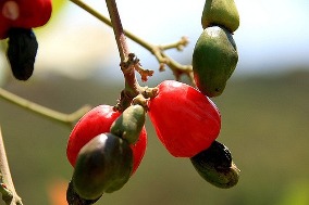 Cajuzinho do Cerrado: Características, Nome Científico e Fotos – Mundo ...