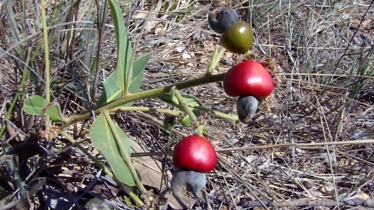 Cajuzinho do Cerrado: Características, Nome Científico e Fotos – Mundo ...