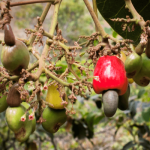 Cajuzinho do Cerrado: Características, Nome Científico e Fotos – Mundo ...