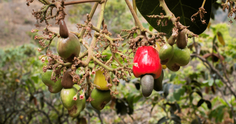 Cajuzinho do Cerrado: Características, Nome Científico e Fotos – Mundo ...