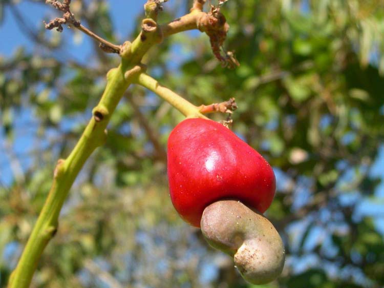 Cajuzinho do Cerrado: Características, Nome Científico e Fotos – Mundo ...
