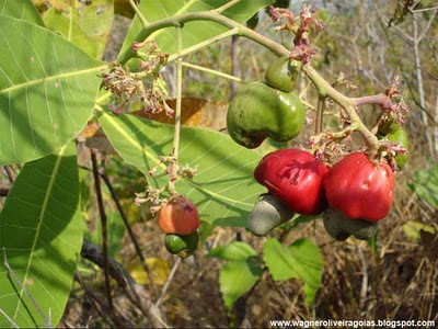Cajuzinho do Cerrado: Características, Nome Científico e Fotos – Mundo ...
