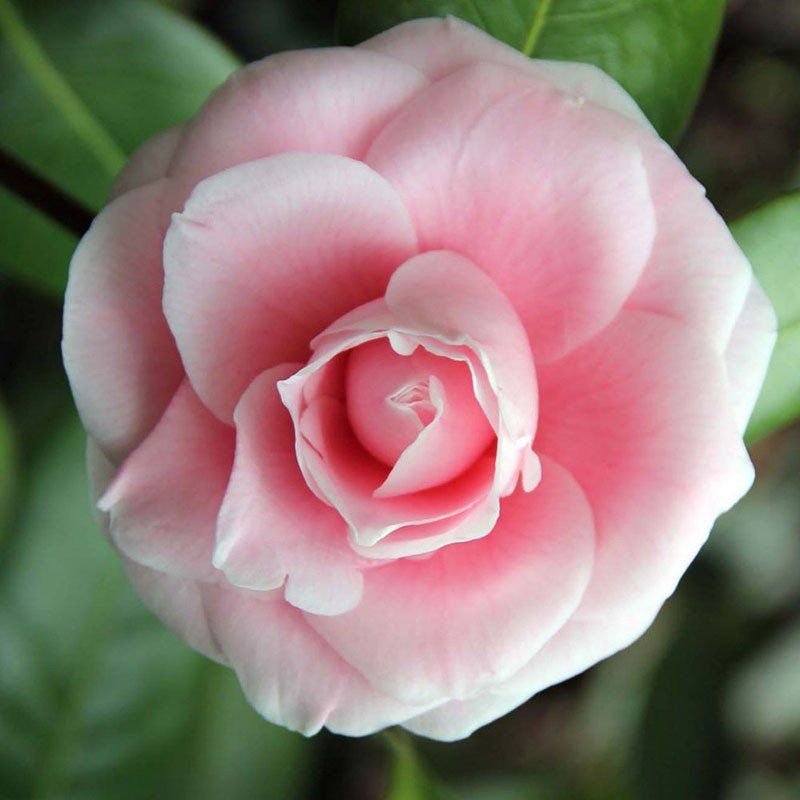 Como é uma Camélia? Como Ter em Vaso em Apartamento? | Mundo Ecologia