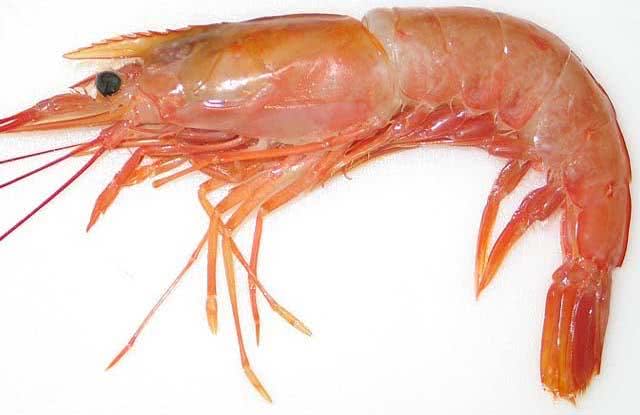 Como Nasce Um Camarão? Como É Sua Reprodução? | Mundo Ecologia