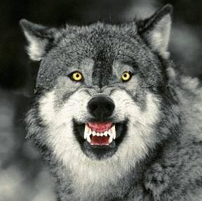 Canídeos, Coiotes, Fenecos e Chacal: Quais As Diferenças? | Mundo Ecologia