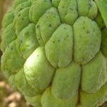 Fruta Condessa: Benefícios e Malefícios Para a Saúde – Mundo Ecologia