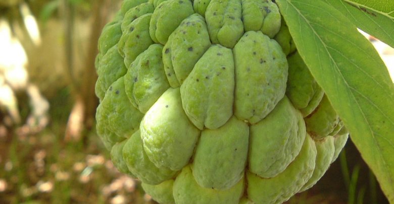 Fruta Condessa: Benefícios e Malefícios Para a Saúde – Mundo Ecologia