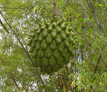 Fruta Condessa: Benefícios e Malefícios Para a Saúde – Mundo Ecologia