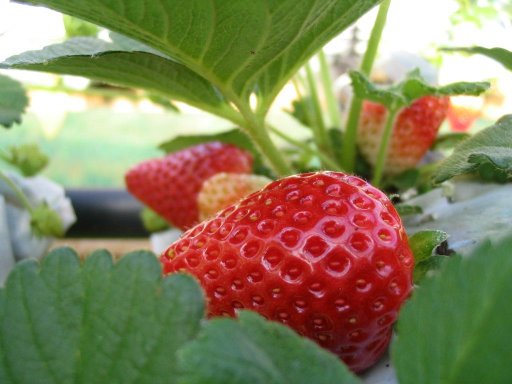 Árvore de Morango: Plantação de Pés de Morango e Dicas | Mundo Ecologia