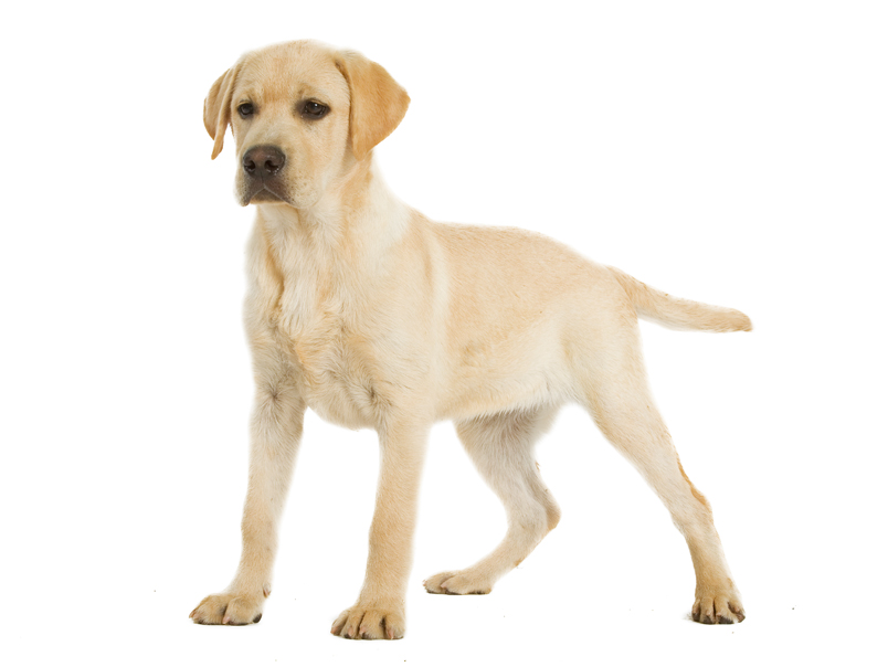 Labrador: Peso, Tamanho, Cores, Ficha Técnica e Fotos – Mundo Ecologia