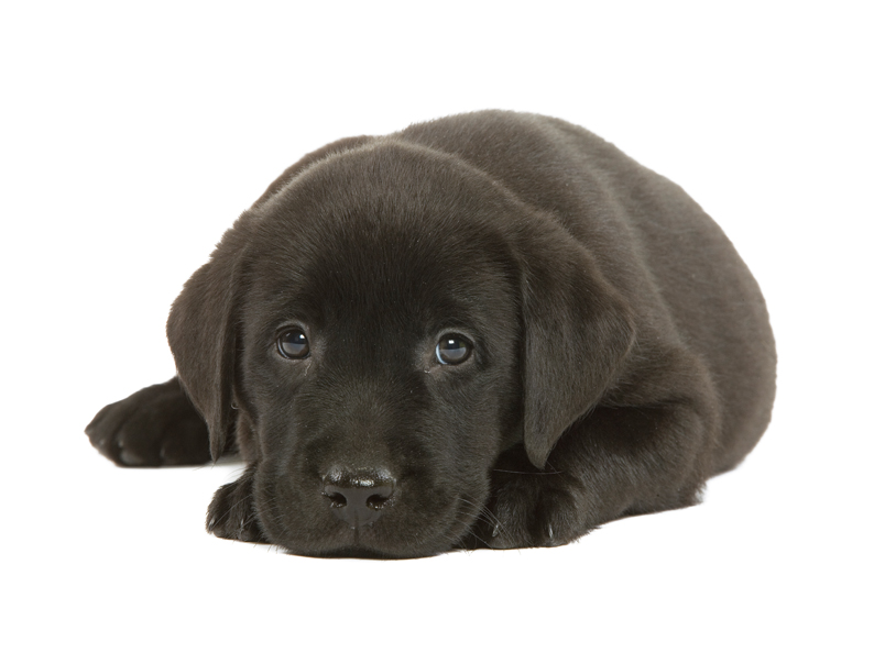 Labrador: Peso, Tamanho, Cores, Ficha Técnica e Fotos – Mundo Ecologia