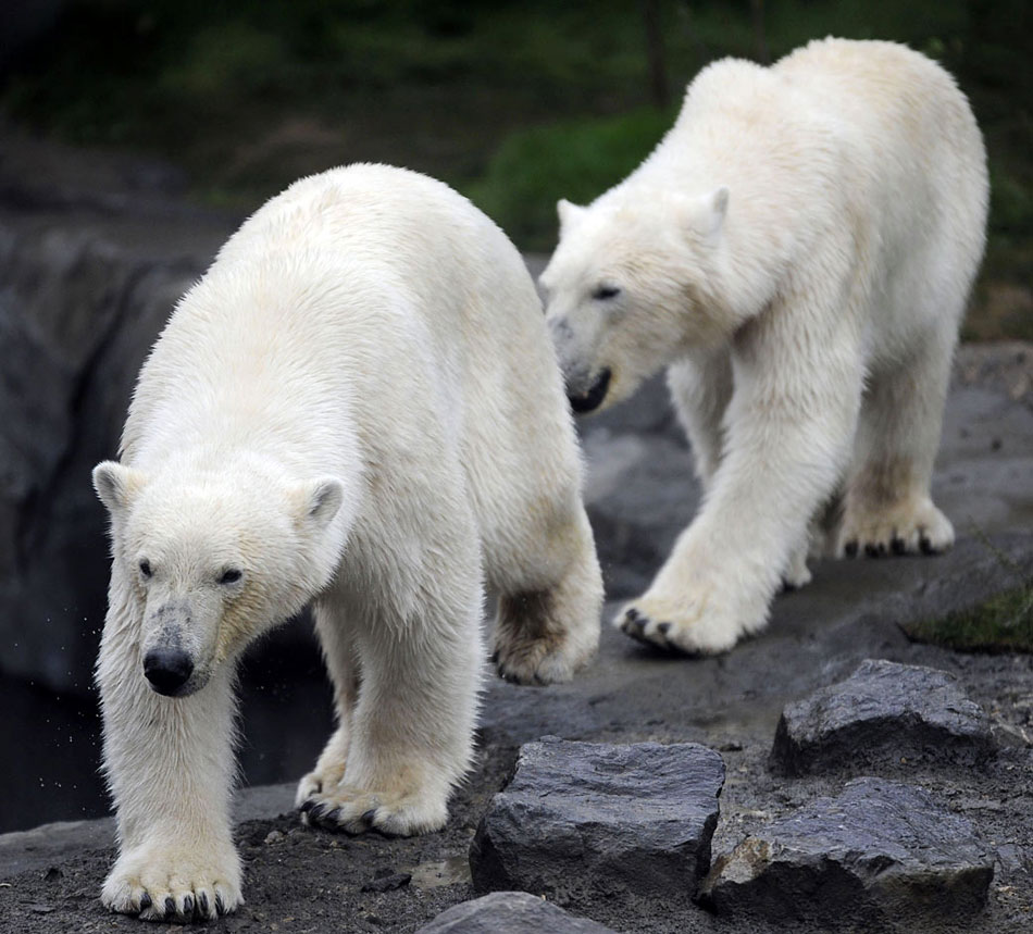Urso é um Canídeo? É Mamífero? Qual Sua Classificação? – Mundo Ecologia