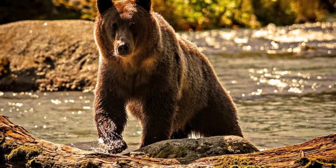 Urso é um Canídeo? É Mamífero? Qual Sua Classificação? | Mundo Ecologia