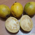 Araçá do Campo: Pé, Características, Benefícios e Nome Científico ...