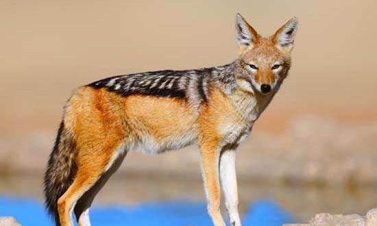 Canídeos, Coiotes, Fenecos e Chacal: Quais As Diferenças? | Mundo Ecologia