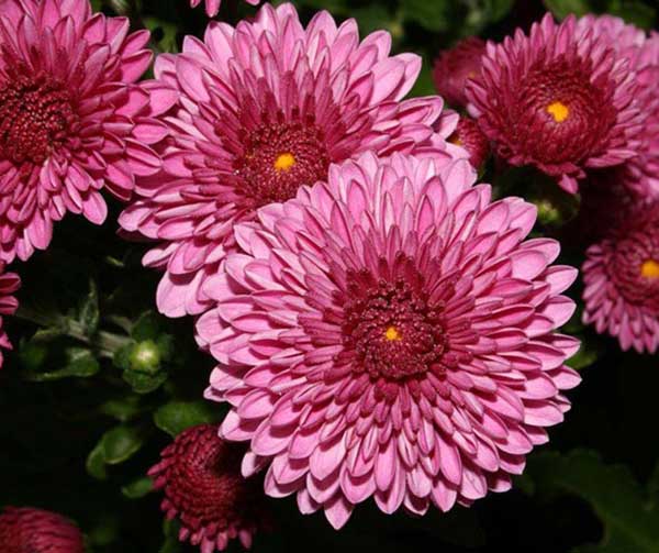 Como Plantar e Fazer Muda de Crisântemo | Mundo Ecologia