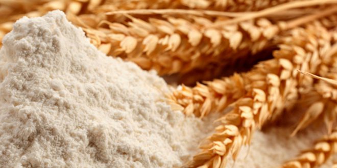 Tudo Sobre o Trigo: Características, Nome Científico e Fotos | Mundo ...