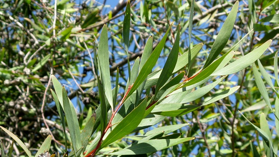 Árvore Chorão Salgueiro: Benefícios para os Cabelos | Mundo Ecologia