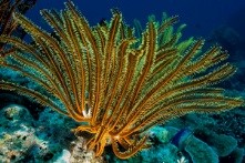 Crinoidea Comatulida: O Que É – Mundo Ecologia