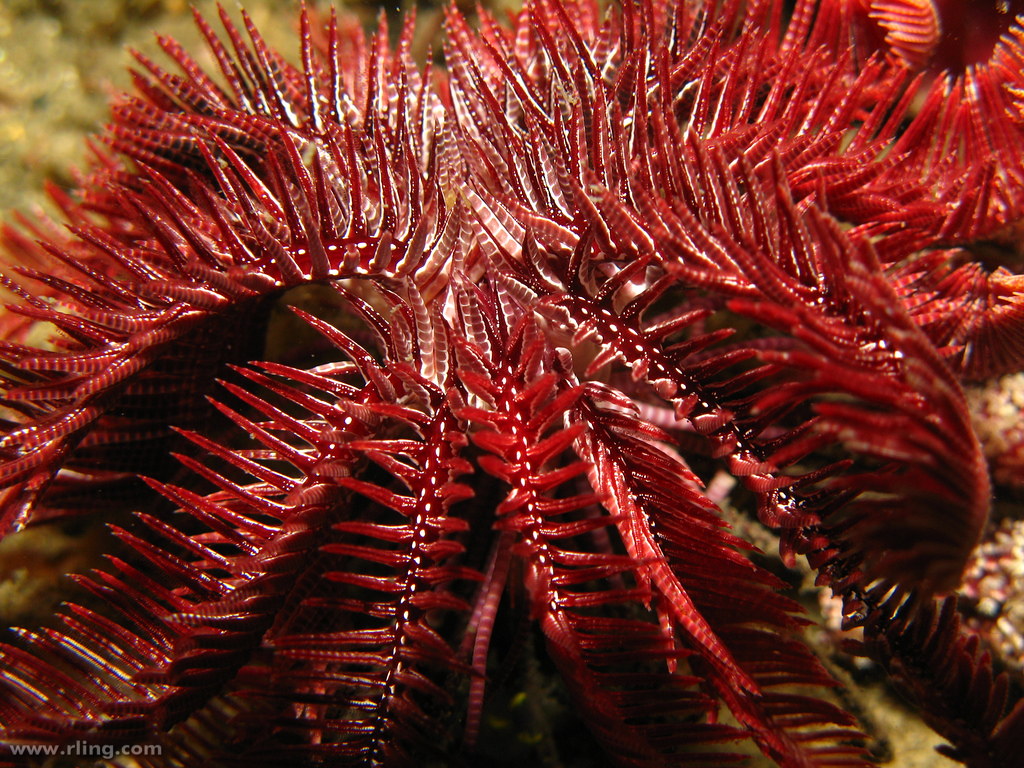 Crinoidea Comatulida: O Que É – Mundo Ecologia