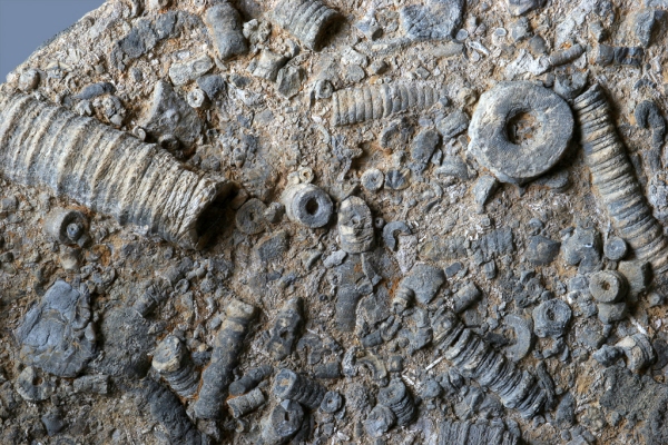 Crinoidea Fóssil: Onde Encontrar? | Mundo Ecologia